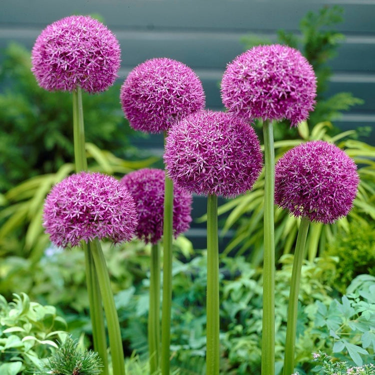 Flower Bulbs India, Buy Bulbs Online for Garden – Radhakrishnaagriculture