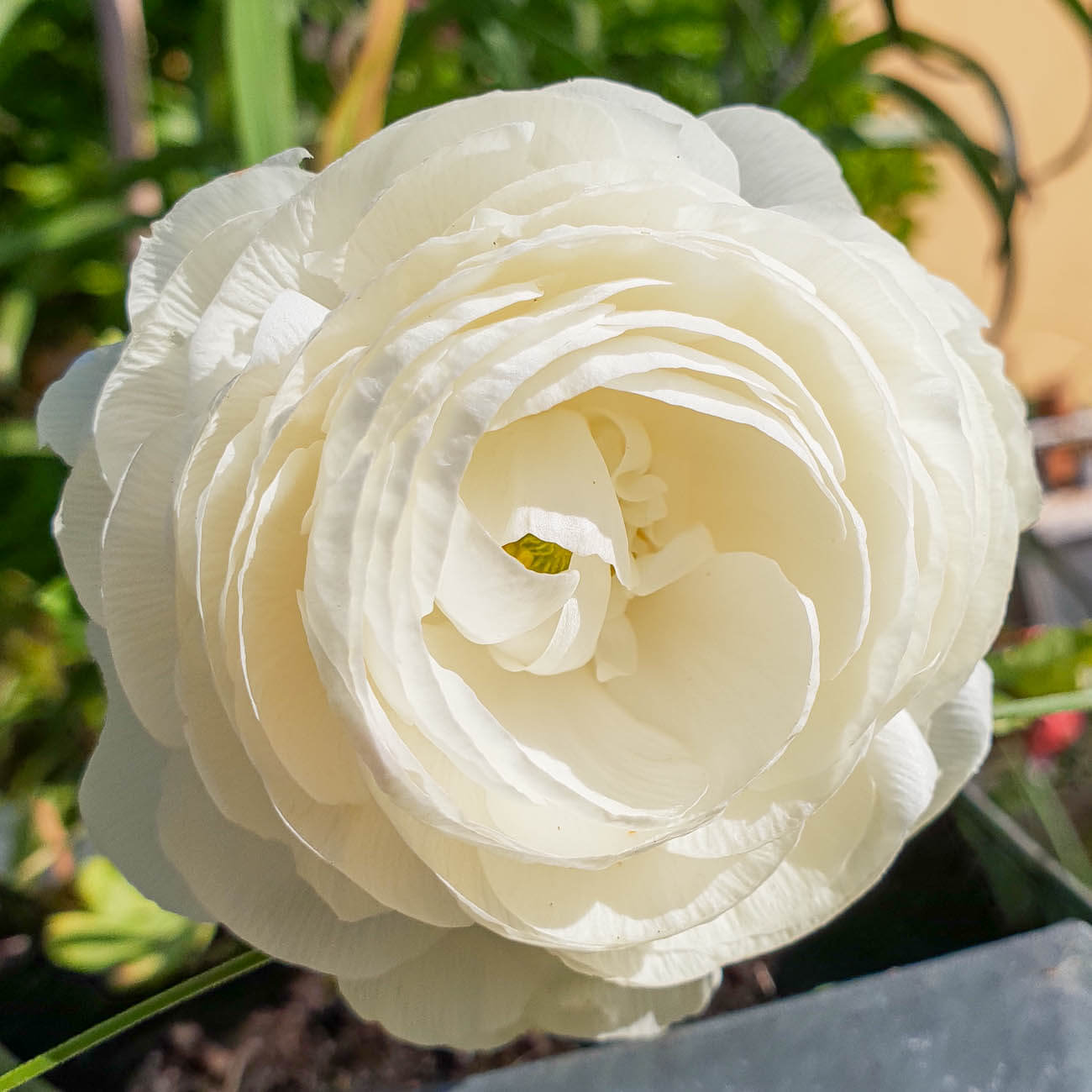 Ranunculus Imported Flower Bulbs White – Radhakrishnaagriculture