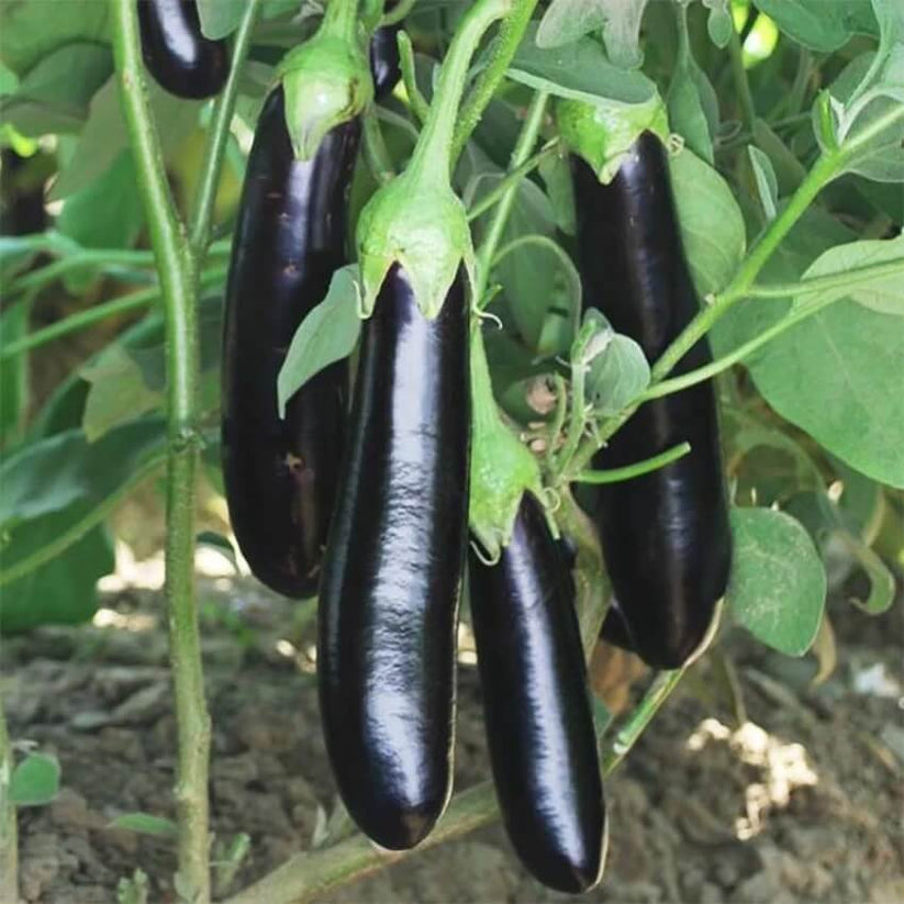 Brinjal Black Long Vegetable Imported Seeds 50-100 ...
