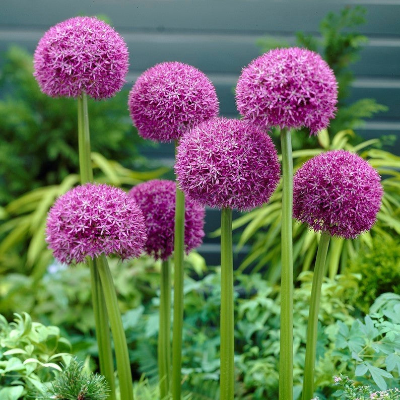 Radhakrishnaagriculture