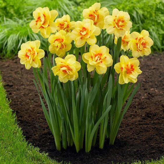 Daffodil Tahiti Imported Flower Bulbs – Radhakrishnaagriculture