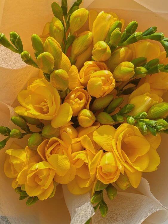 Yellow Freesia Freesia Yellow – Metro Flower Market