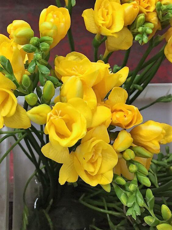 Freesia Yellow Imported Flower Bulbs – Radhakrishnaagriculture