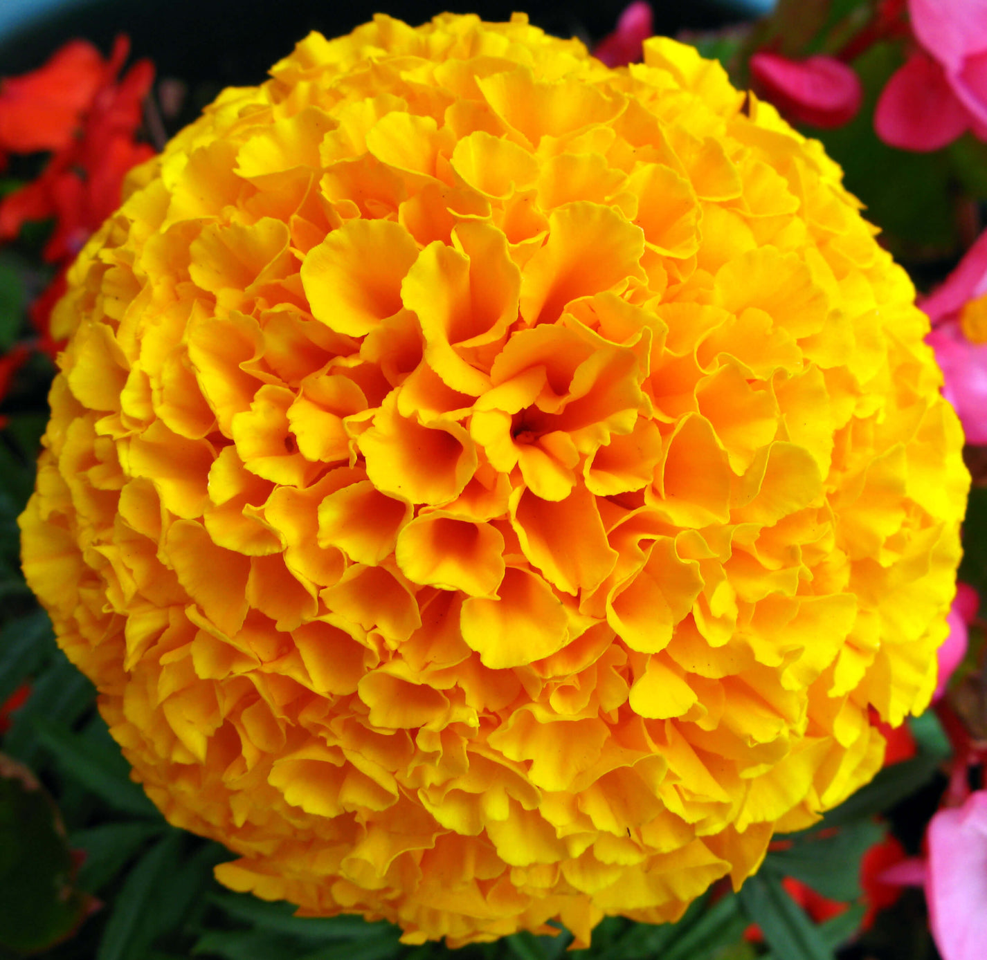 Marigold Inca Yellow Flower Seeds, Imported Flower Seeds 40-50 ...