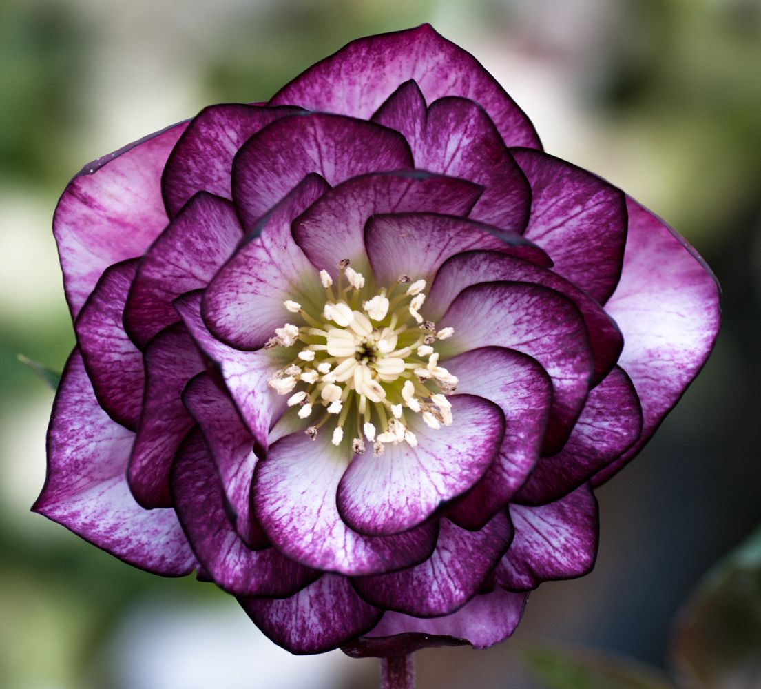 Hellebore Imported Flower Bulbs – Radhakrishnaagriculture