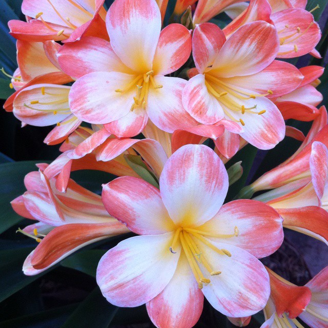 Clivia Imported Flower Plants Pack of 5 plants – Radhakrishnaagriculture